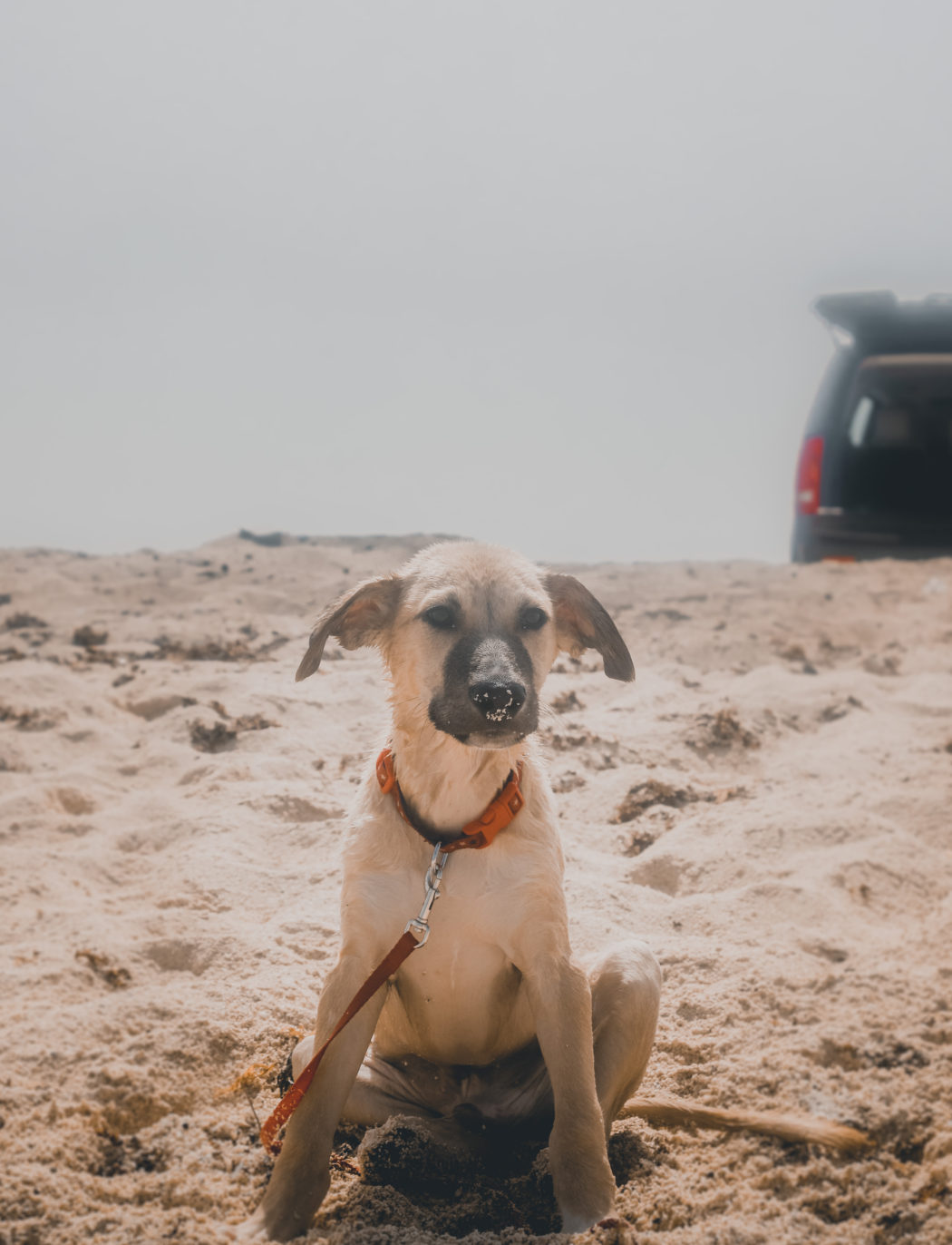 How to Foster Pets in Qatar - New In Doha - Inspiring You to Explore Qatar