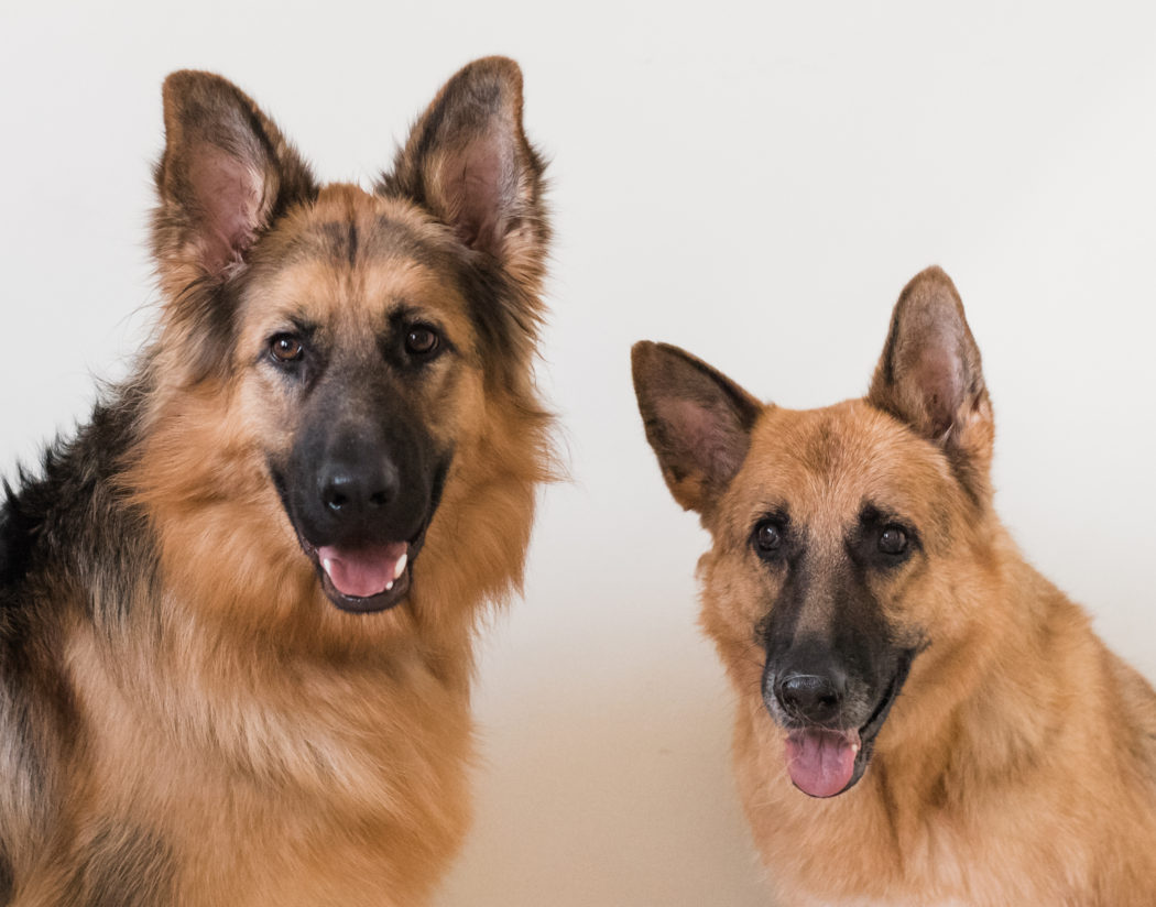 How to Foster Pets in Qatar - New In Doha - Inspiring You to Explore Qatar