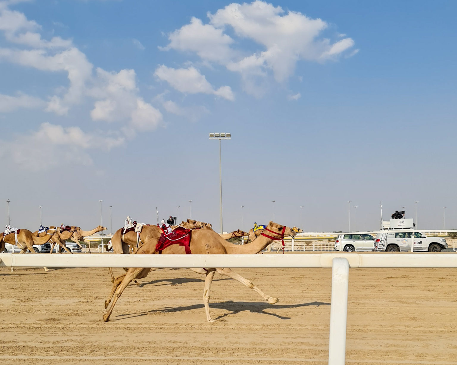 Camel Racing in Qatar - New In Doha - Inspiring You to Explore Qatar