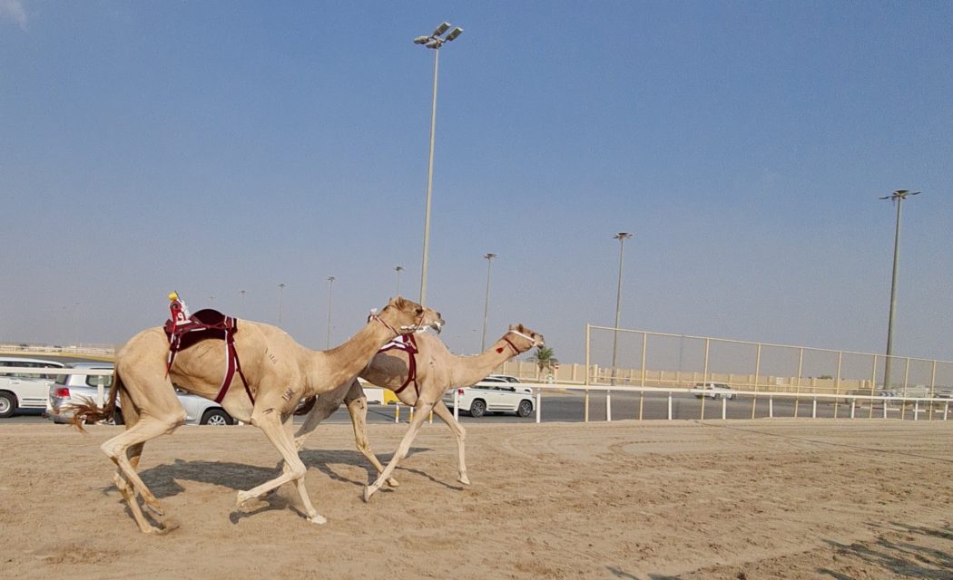 Camel Racing in Qatar - New In Doha - Inspiring You to Explore Qatar