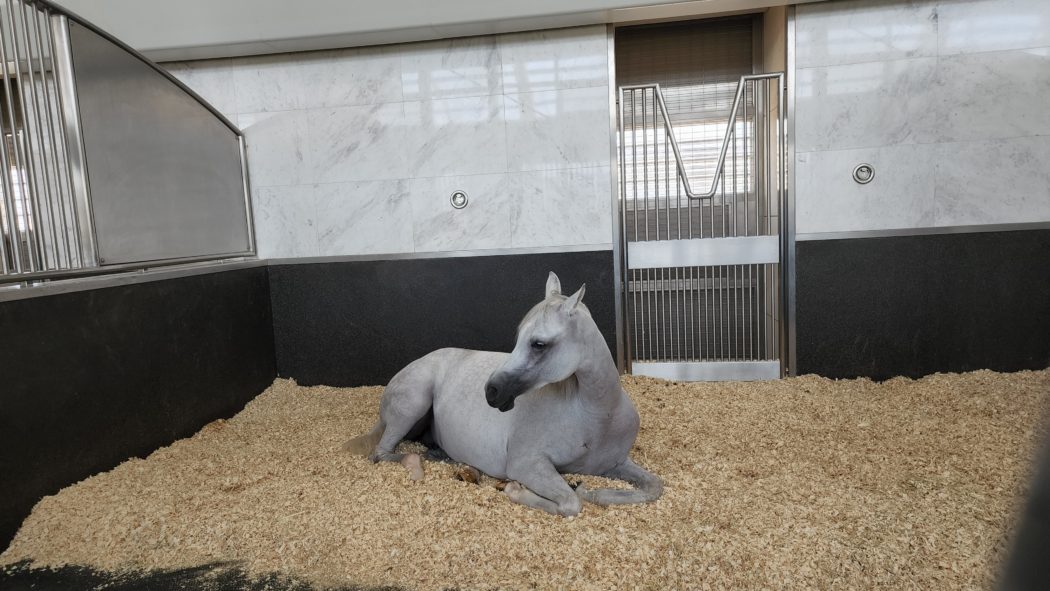 Discover Al Shaqab - New In Doha - Inspiring You to Explore Qatar