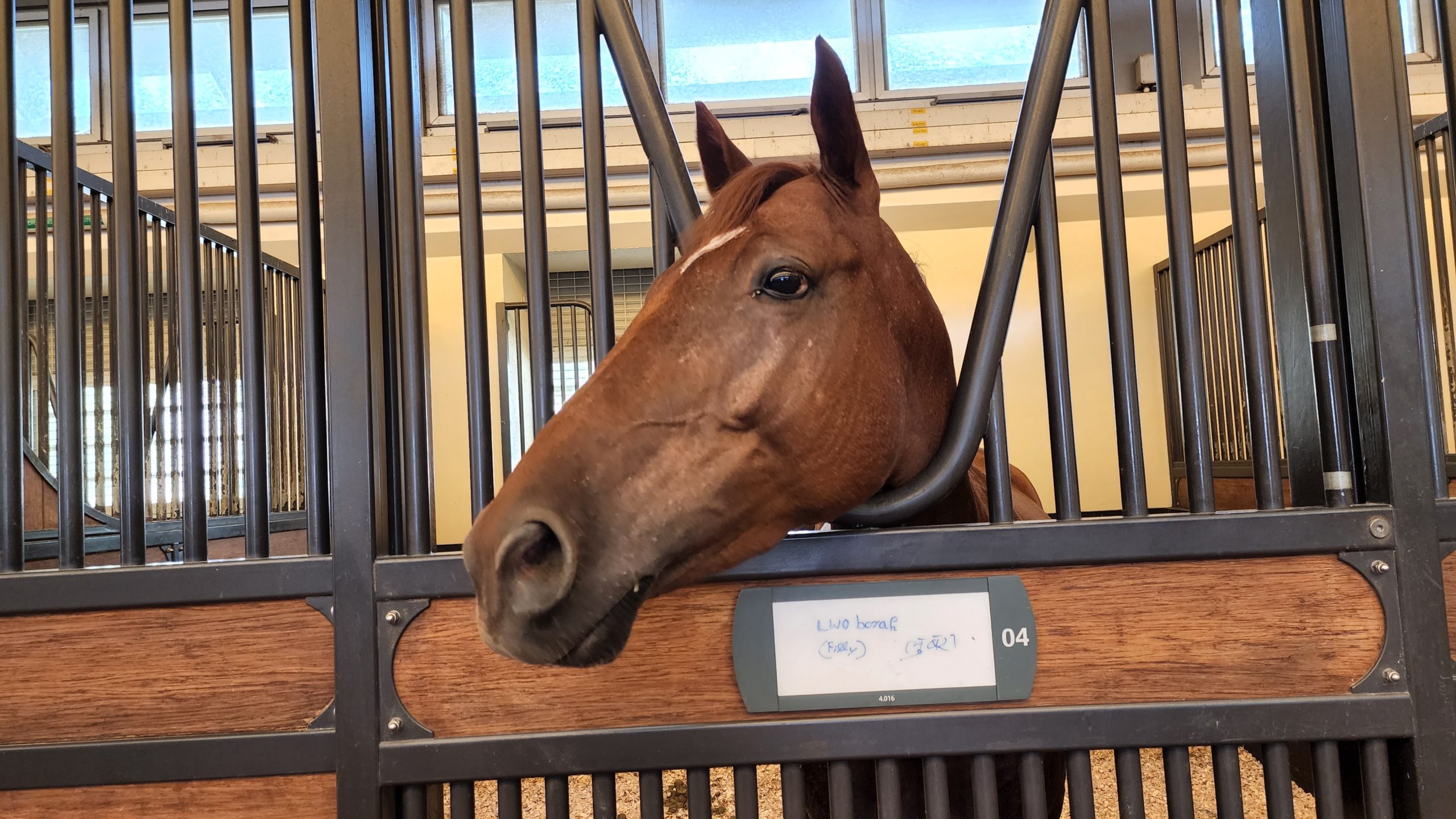 Discover Al Shaqab - New In Doha - Inspiring You to Explore Qatar