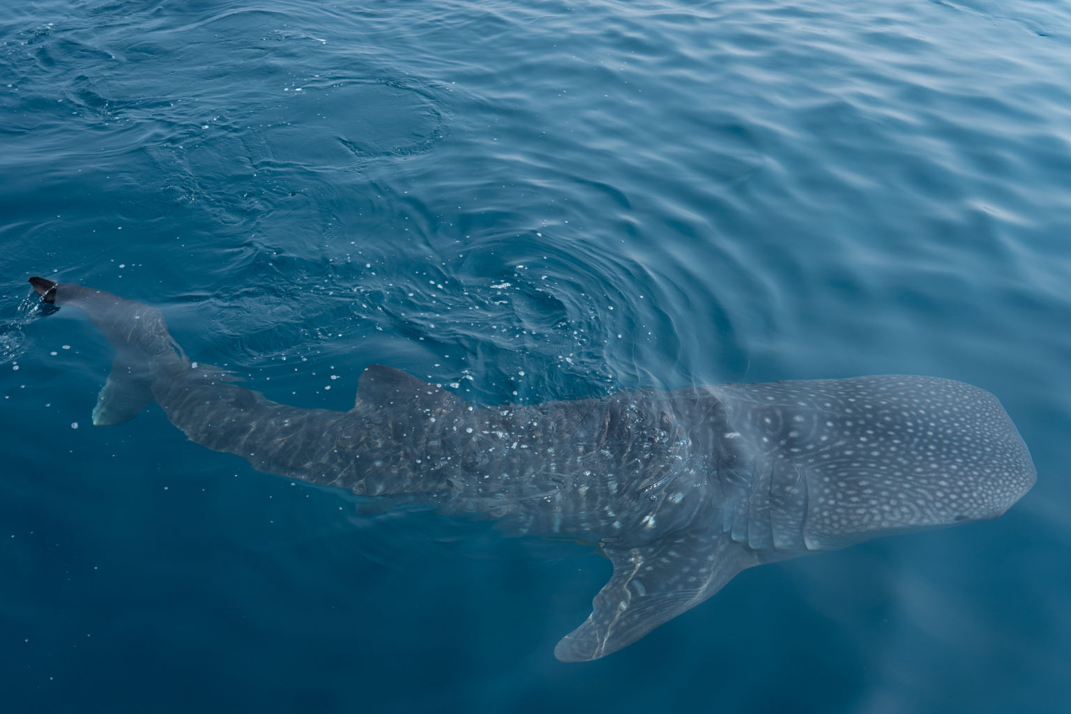 WHALE SHARKS OF QATAR - New In Doha - Inspiring You to Explore Qatar