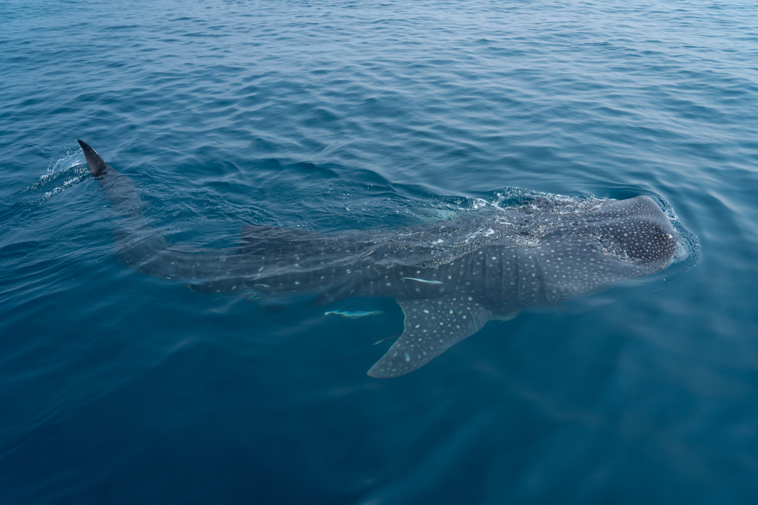 WHALE SHARKS OF QATAR - New In Doha - Inspiring You to Explore Qatar