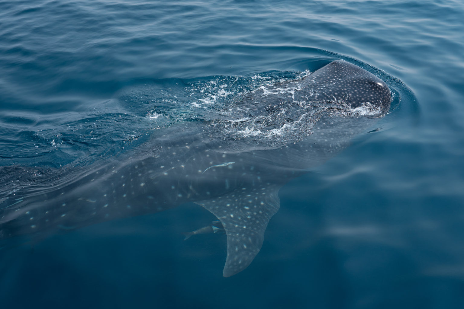 WHALE SHARKS OF QATAR - New In Doha - Inspiring You to Explore Qatar
