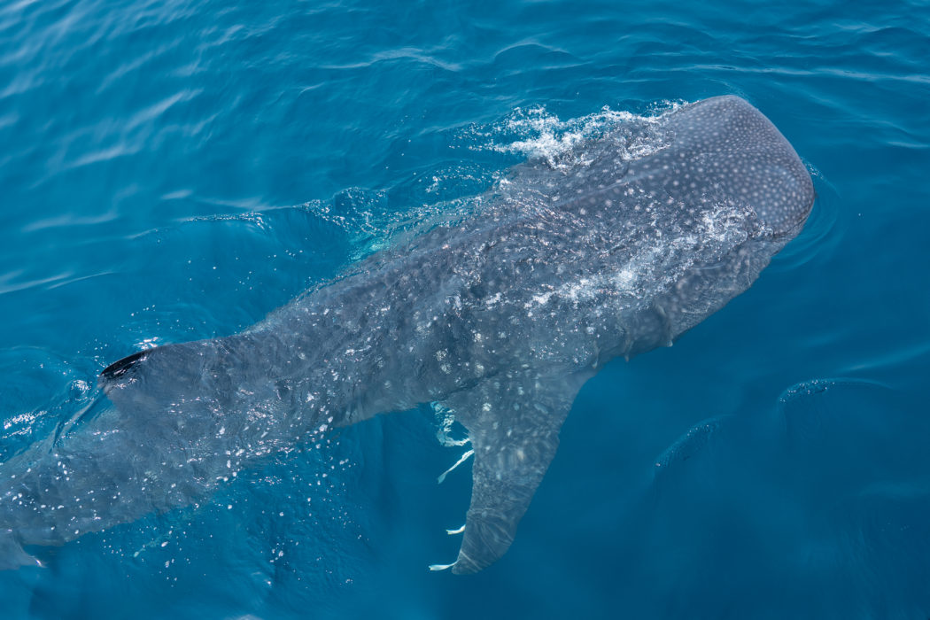 WHALE SHARKS OF QATAR - New In Doha - Inspiring You to Explore Qatar