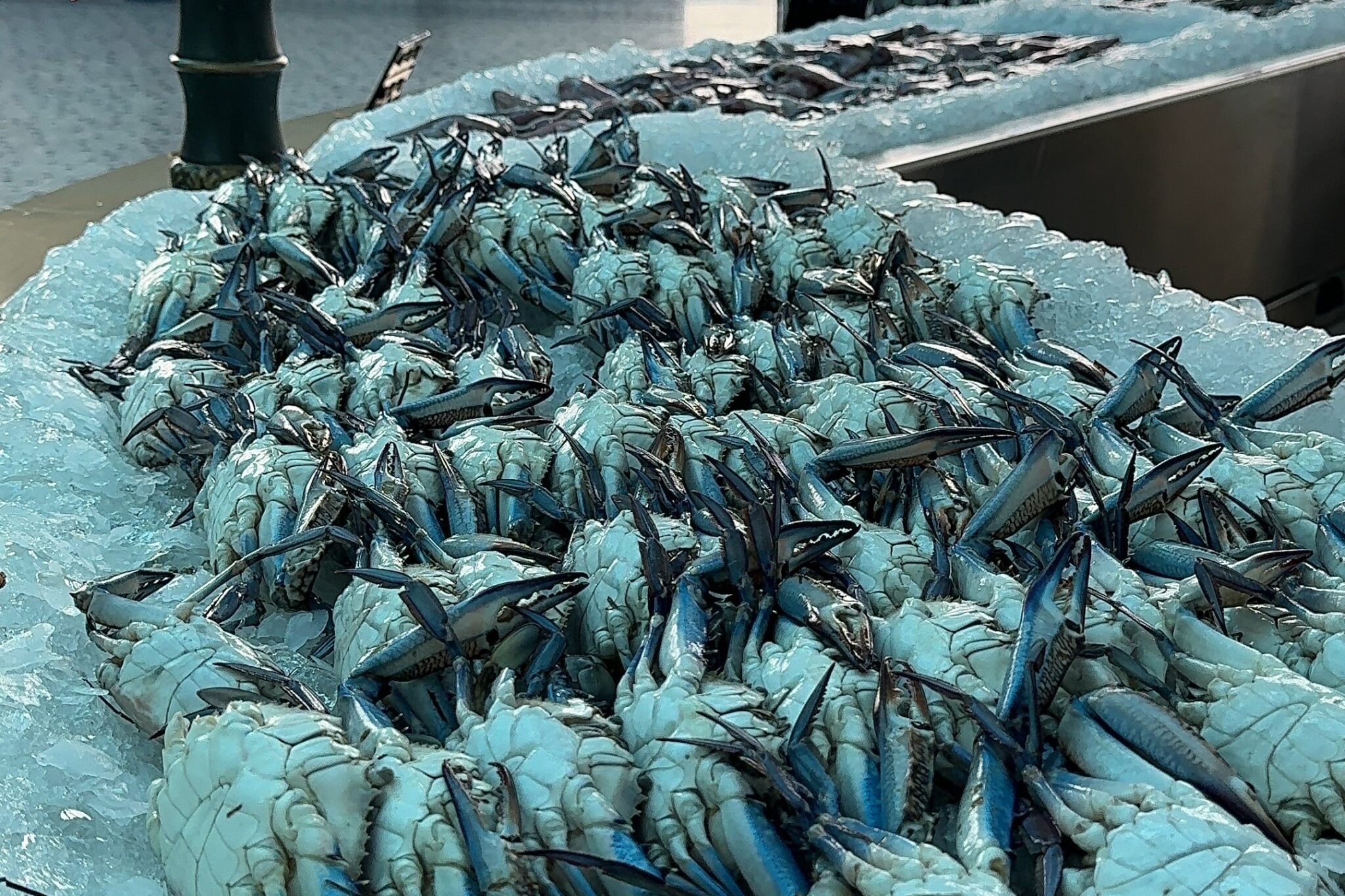 Discover the Most Beautiful Fish Market in the World - New In Doha ...