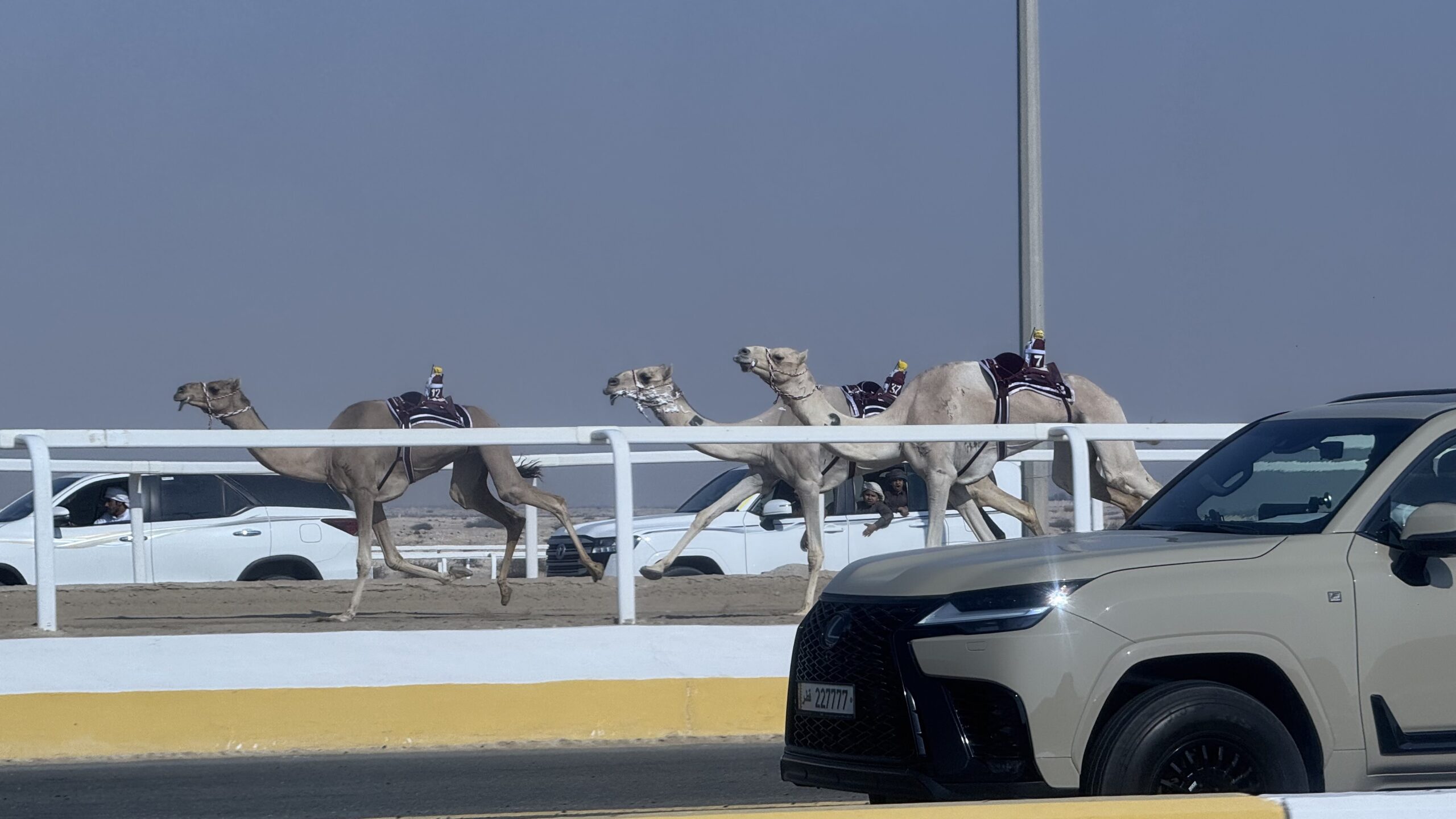 Camel Racing in Qatar - New In Doha - Inspiring You to Explore Qatar